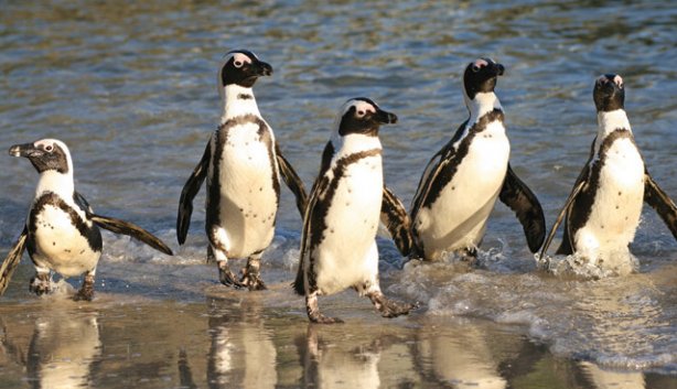 5 best Cape Town wildlife experiences | ComeToCapeTown