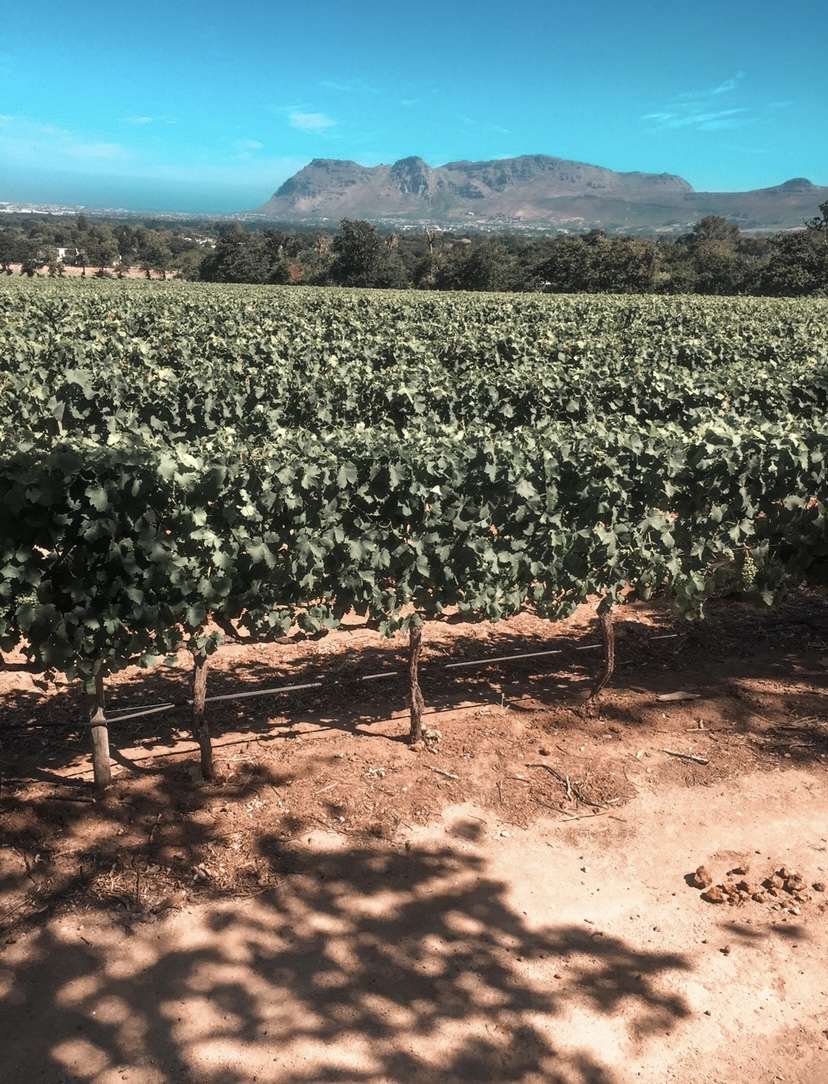 17 Things To Do Alone in Cape Town | ComeToCapeTown