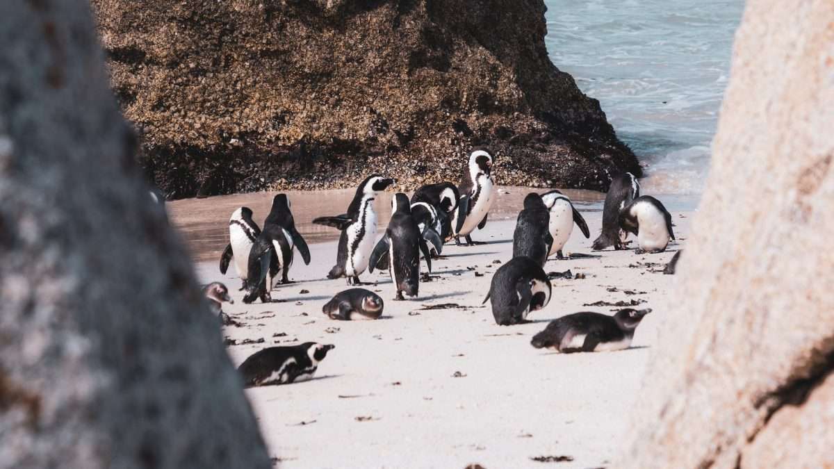 17 Things To Do Alone in Cape Town | ComeToCapeTown