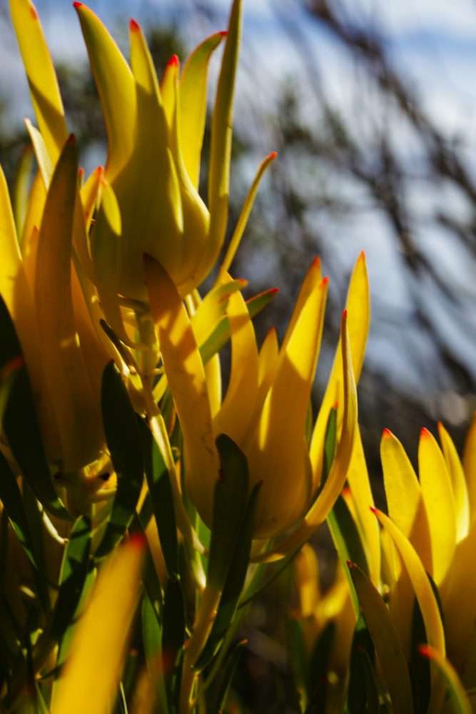 Where to Find the Best Wildflowers in September 2024: A Guide ...